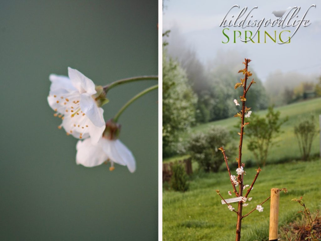 Spring, the sweet Spring, ... | Hildisgoodlife