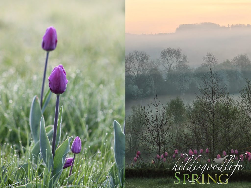 Spring, the sweet Spring, ... | Hildisgoodlife